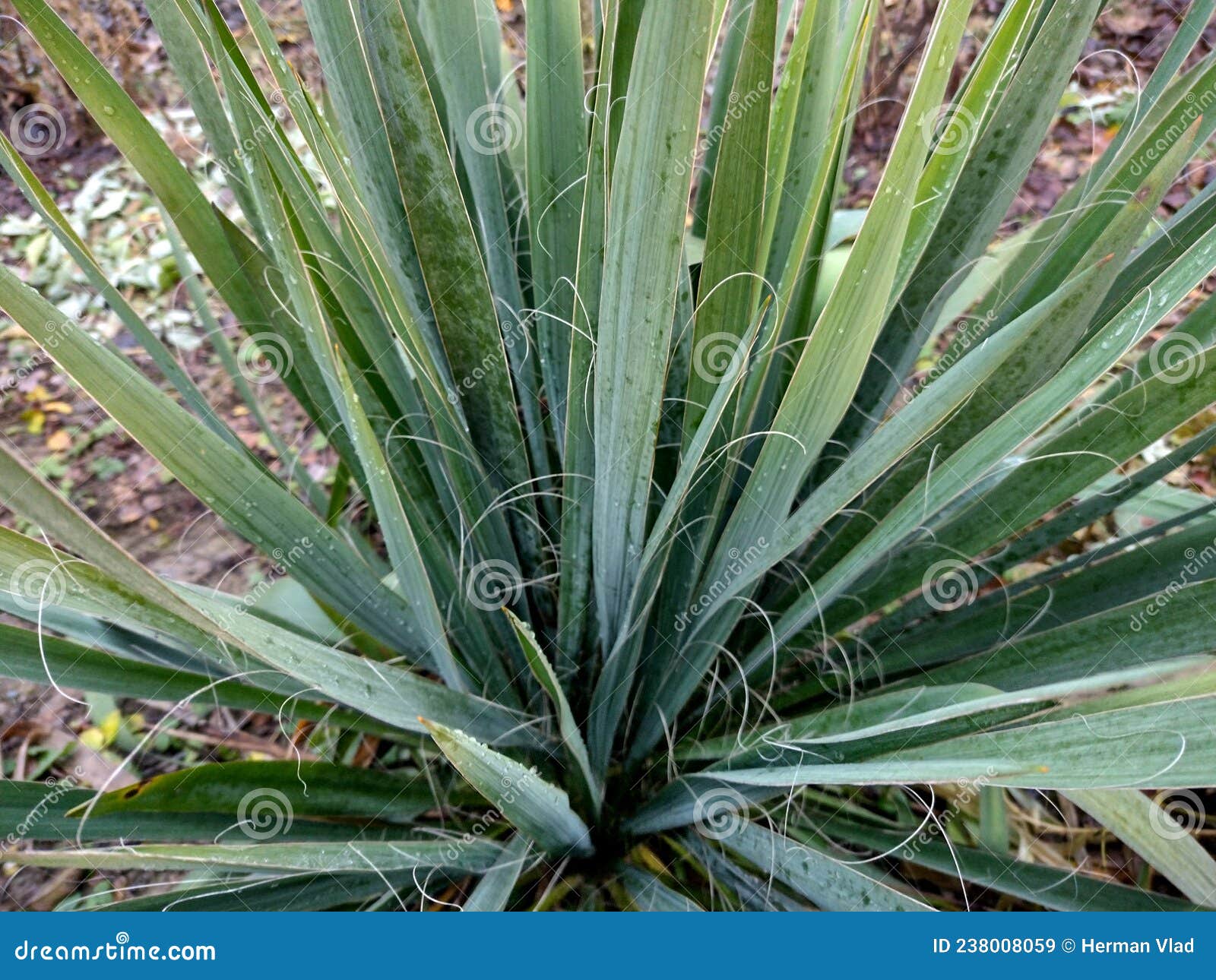 Adam`s-needle Plant Close Up - Nature Stock Image - Image of natural ...