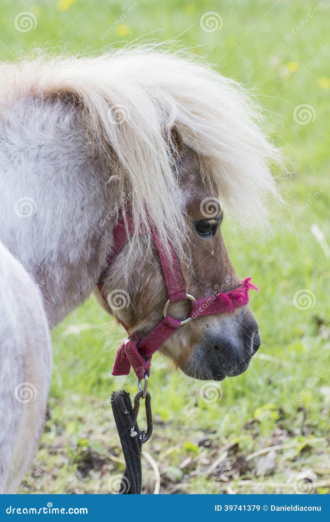 White ponny stock image. Image of mane, park, herbivorous - 39741379