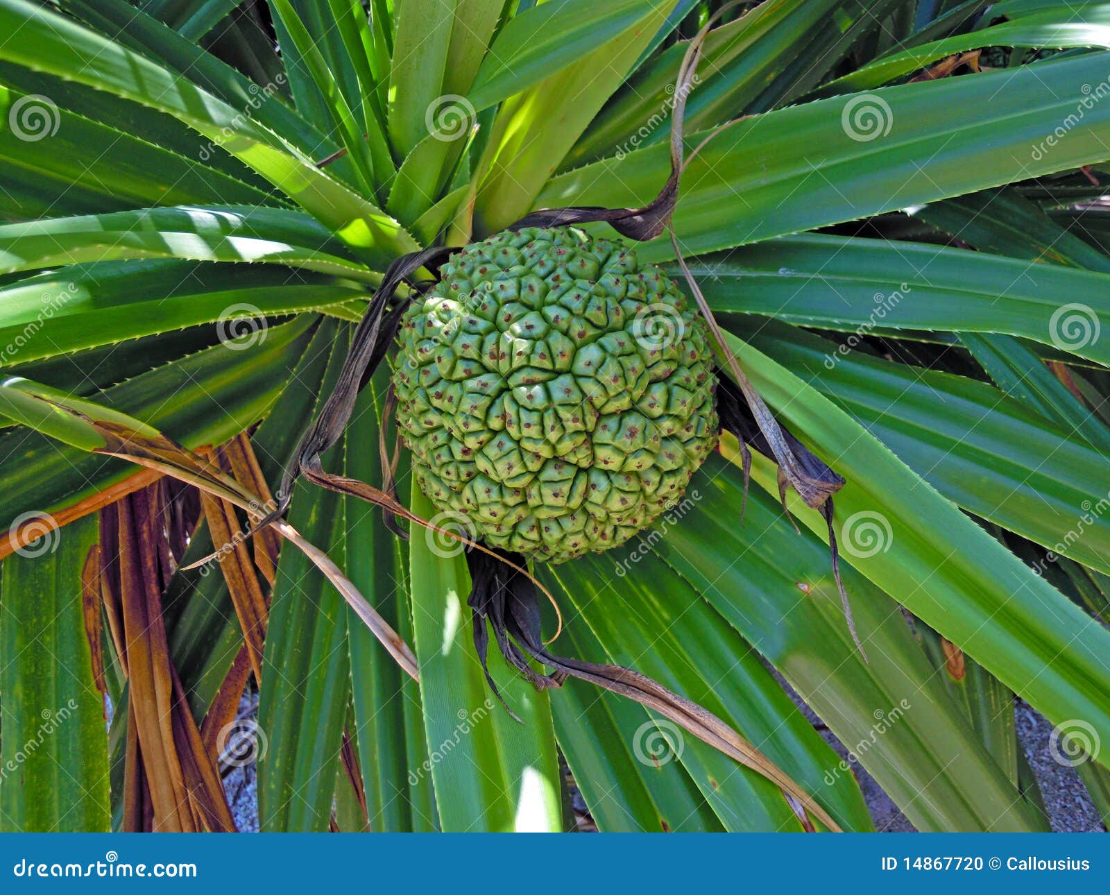 Adan Fruit stock photo. Image of garden, fruit, healthy - 14867720
