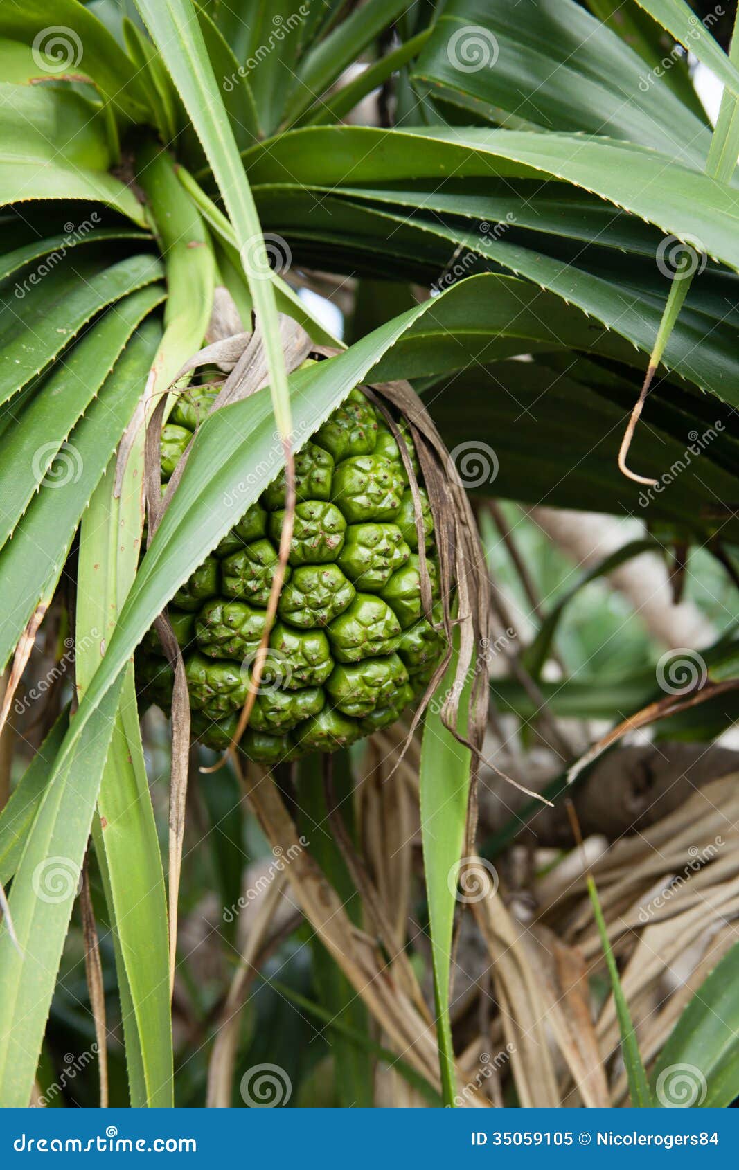 Adan Fruit stock image. Image of sand, japan, sandy, adan - 35059105