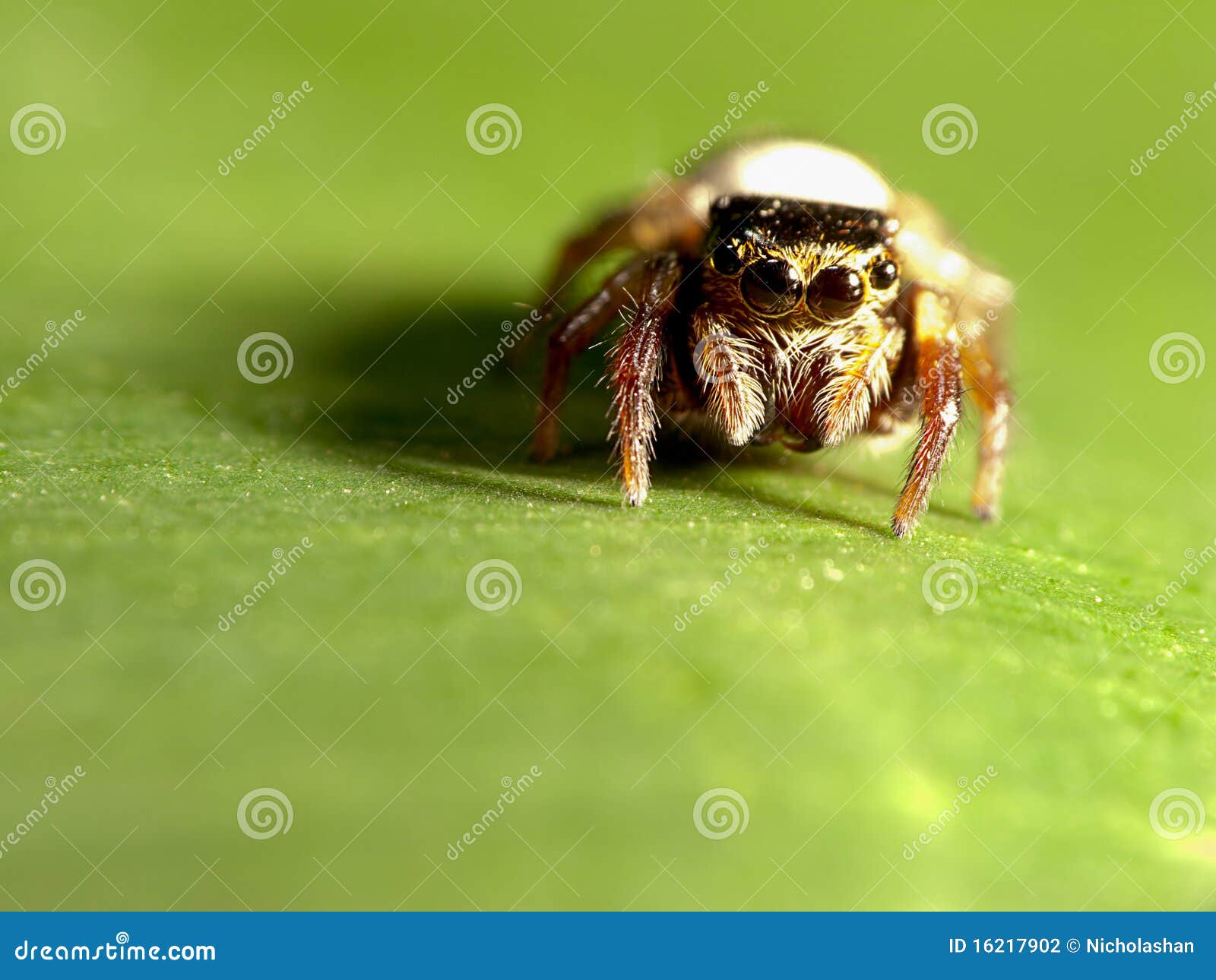 Adansoni de Hasarius, foto de archivo. Imagen de macro - 16217902