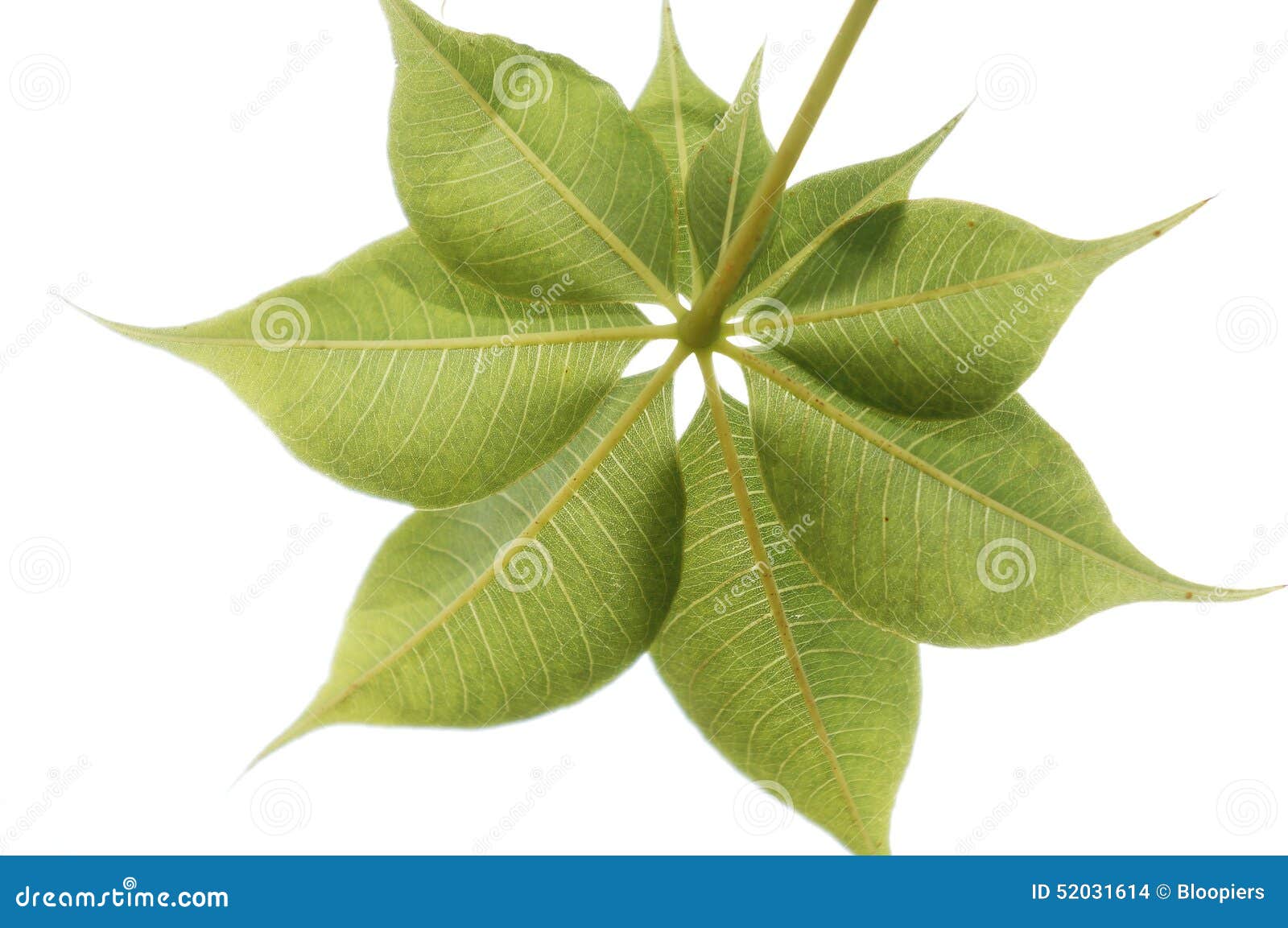 Adansonia Gregorii (Australian Boab) Stock Photo - Image of plant ...
