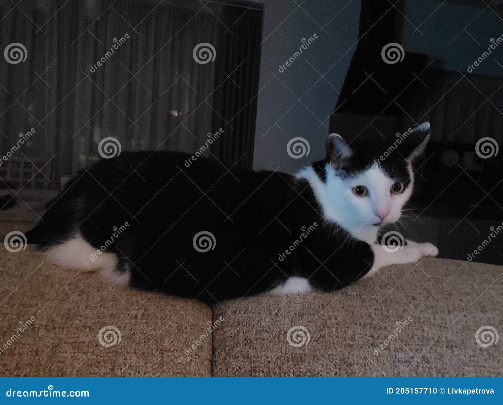 Adaptation Process of Felix Cat Stock Photo - Image of mammal, animal ...
