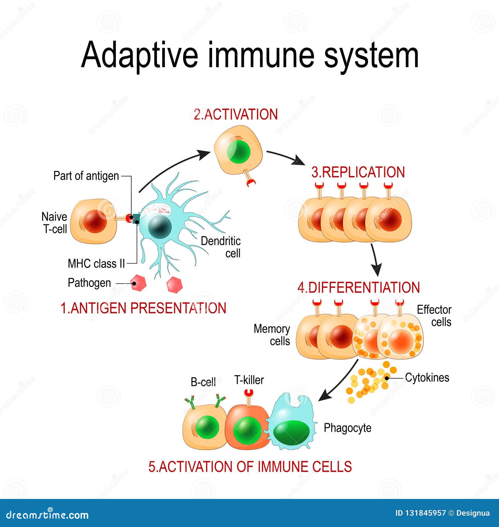 Adaptive Immune Stock Illustrations – 273 Adaptive Immune Stock ...