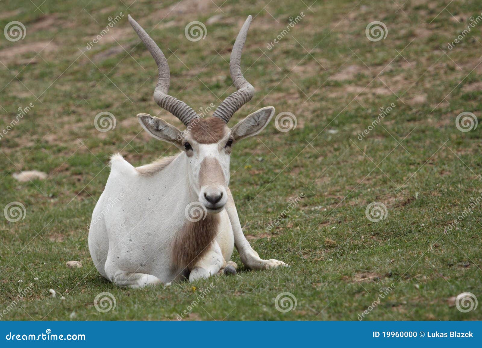 Adax stock photo. Image of antelope, desert, addax, nature - 19960000
