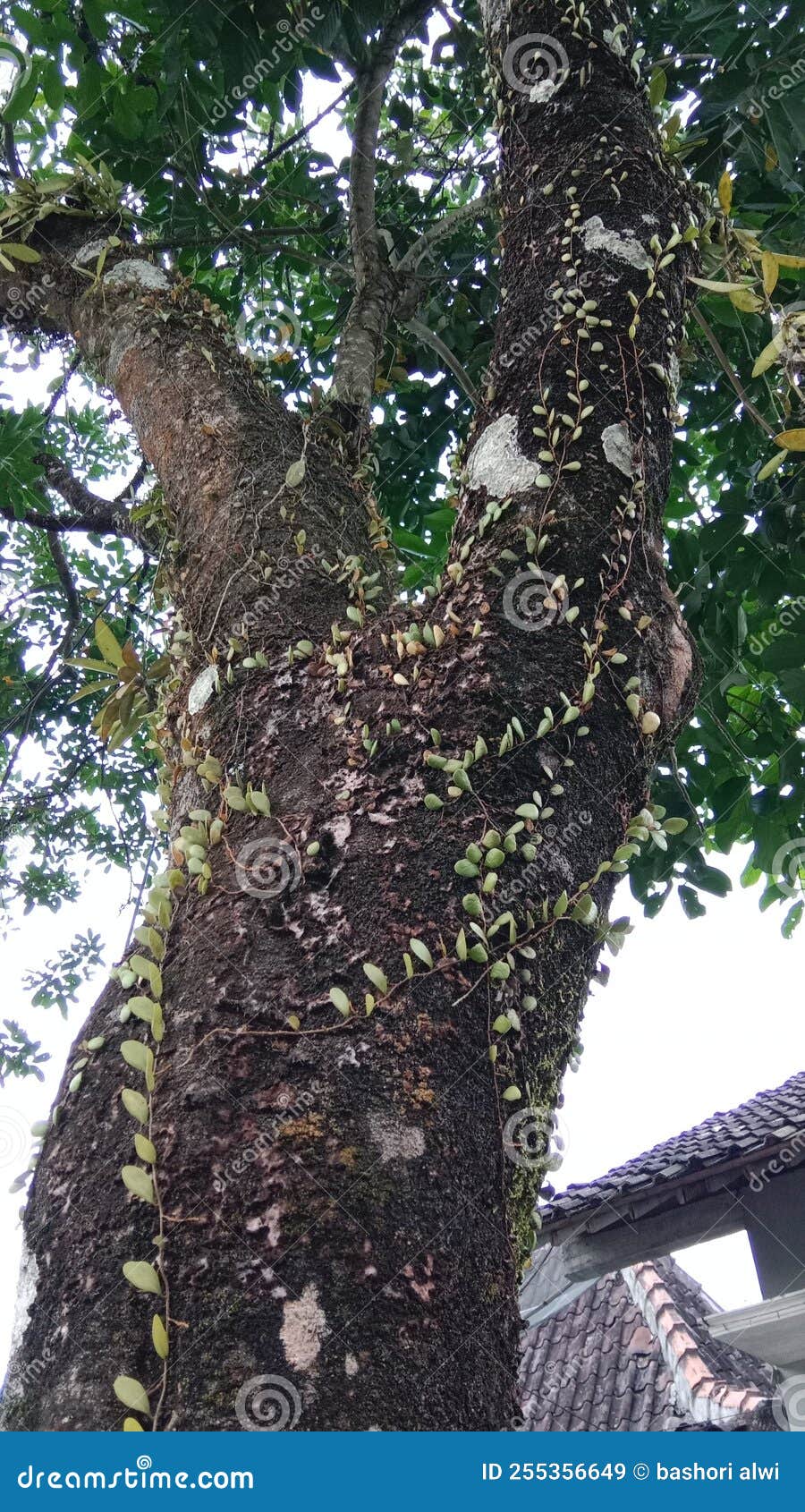 Add Beauty To the Trunk of the Rambutan Tree Even Though it is a ...