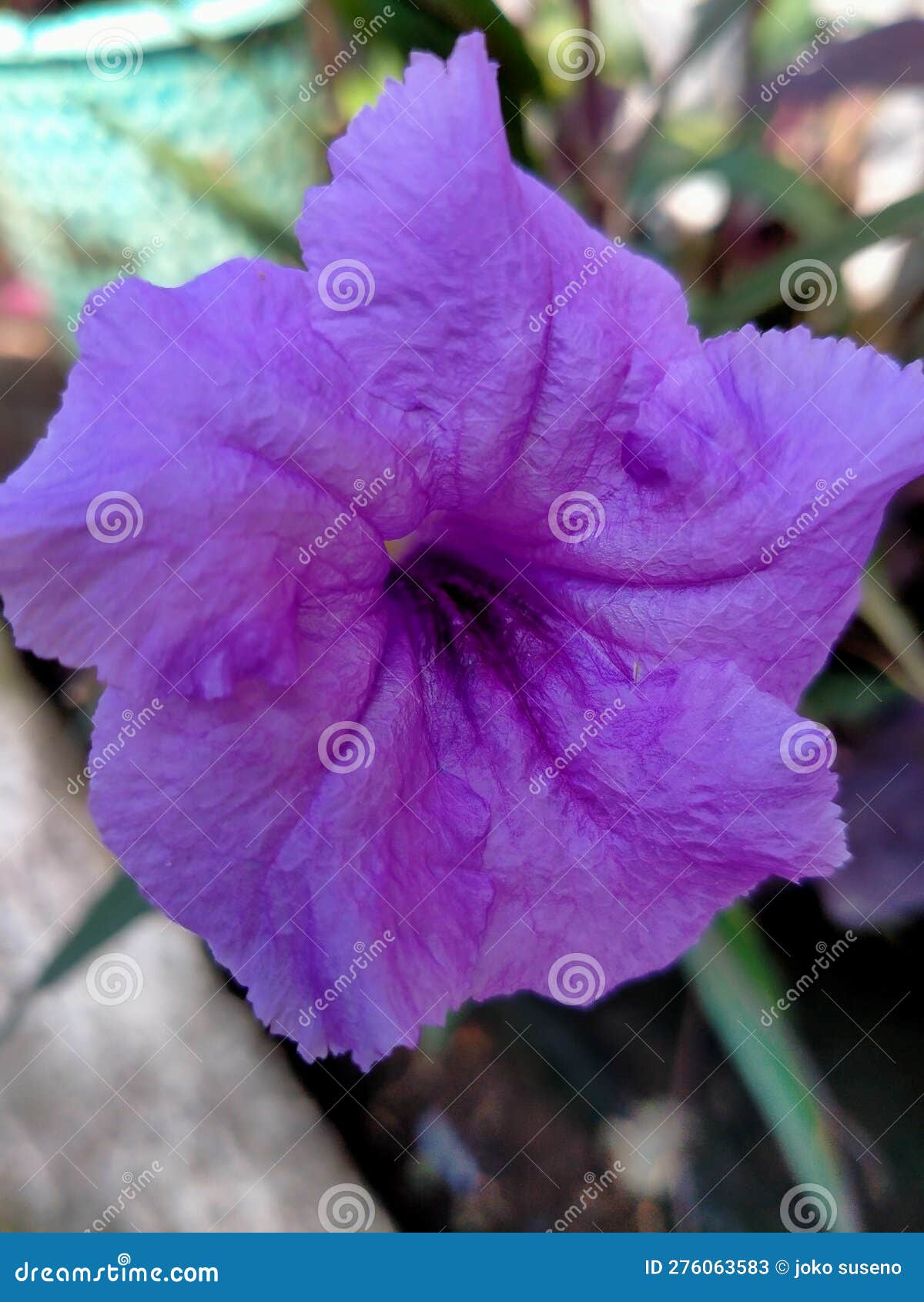 Add a title stock image. Image of name, flower, title - 276063583