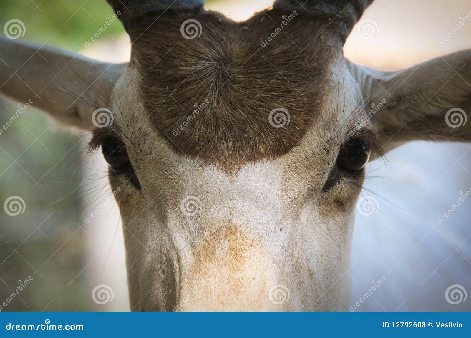 Addax stock photo. Image of hoofed, horned, camera, wildlife - 12792608