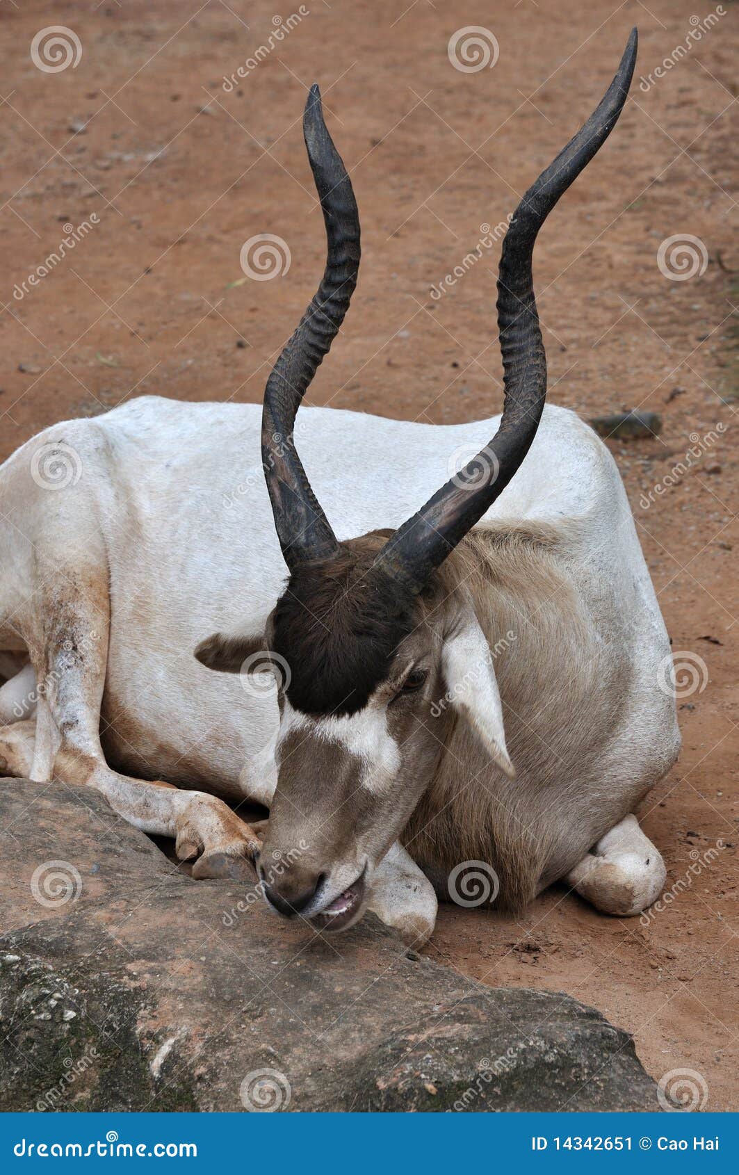 A addax stock image. Image of twist, living, mammal, wildlife - 14342651