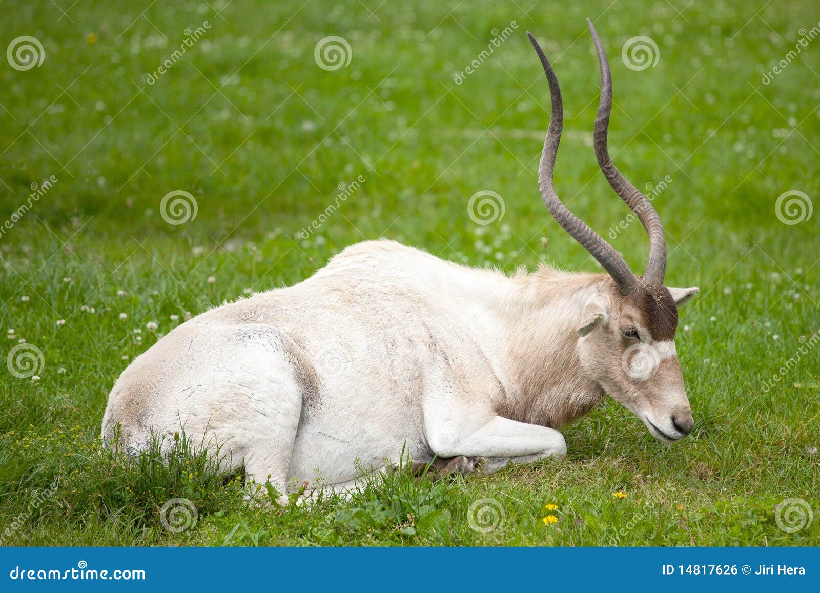 Addax stock photo. Image of african, buck, full, antelope - 14817626