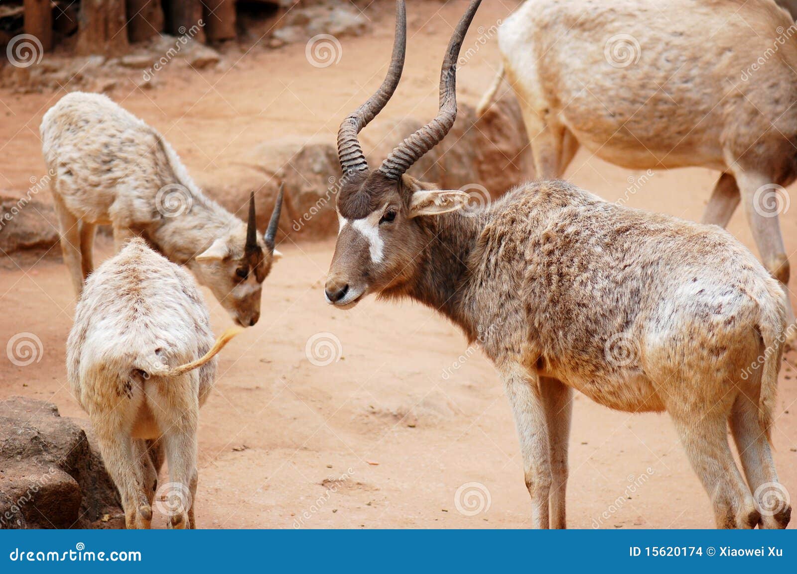Addax stock photo. Image of addax, wildlife, antelope - 15620174