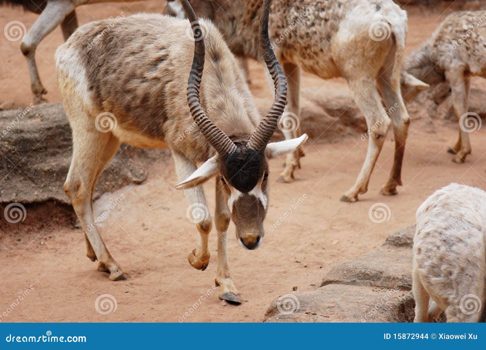 The addax stock photo. Image of head, species, africa - 15872944