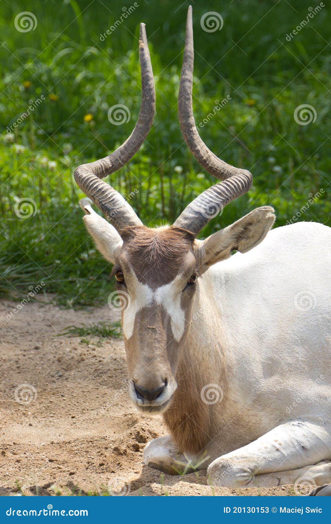 Addax stock image. Image of antelope, summer, screwhorn - 20130153