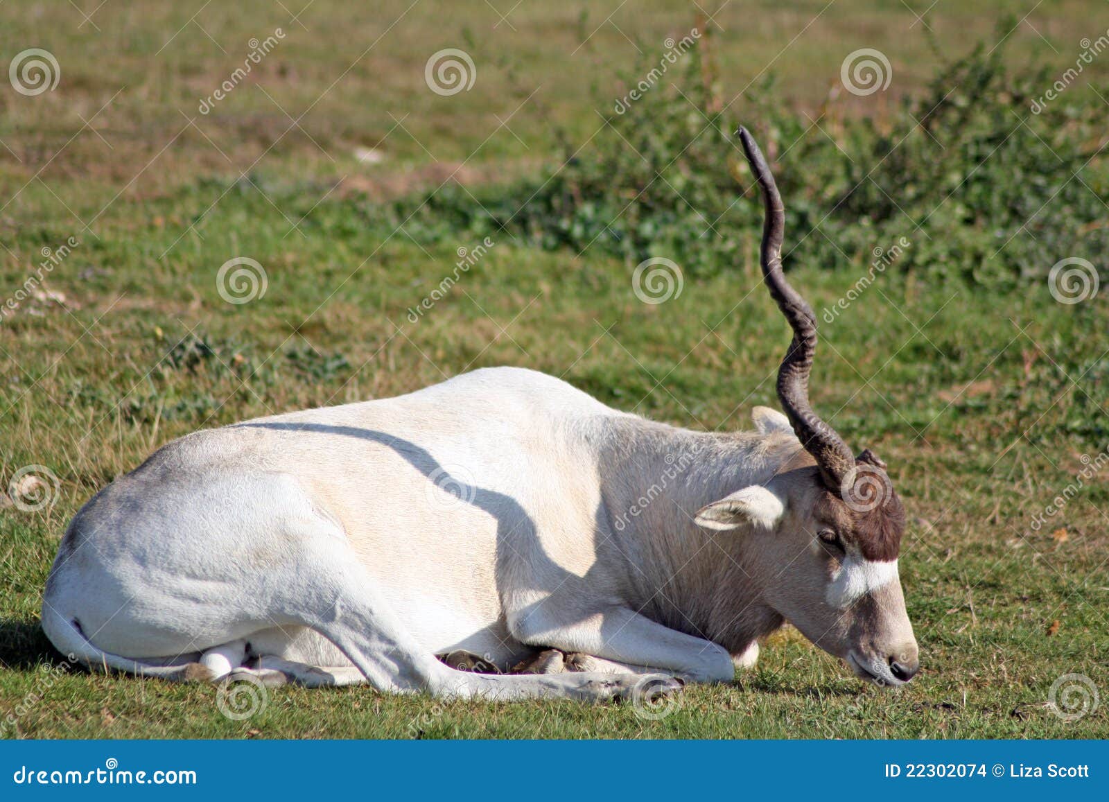 An addax stock photo. Image of buck, blue, desert, food - 22302074