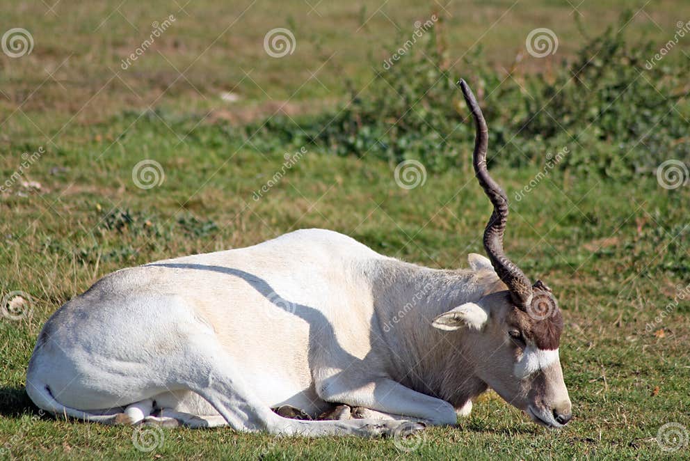 An addax stock photo. Image of buck, blue, desert, food - 22302074