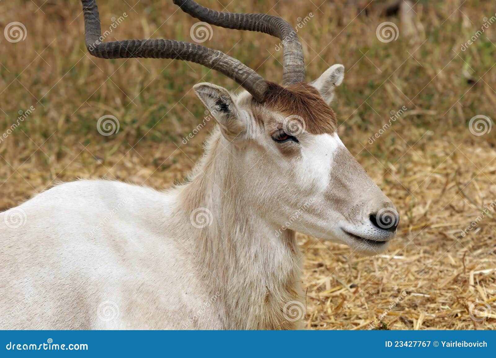 Addax stock image. Image of addax, horn, sahara, antelope - 23427767