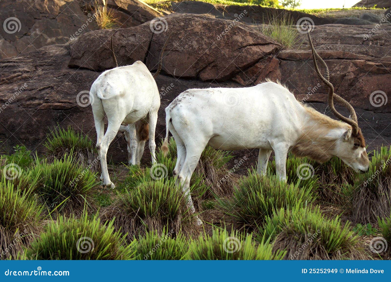 Addax stock image. Image of wild, endangered, critically - 25252949