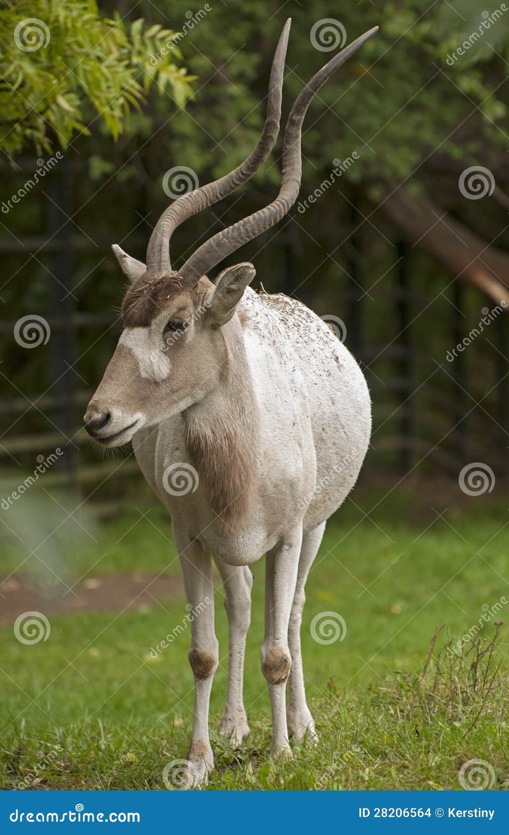 Addax stock photo. Image of vivid, antelope, park, herbivore - 28206564