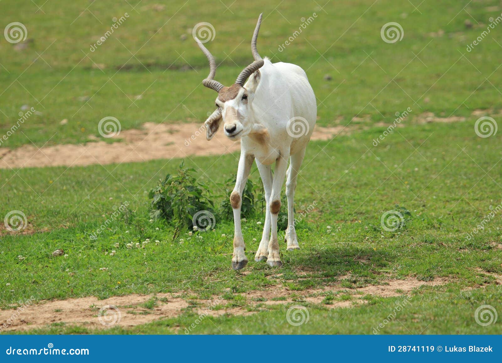 Addax stock image. Image of nature, grass, animal, antelope - 28741119