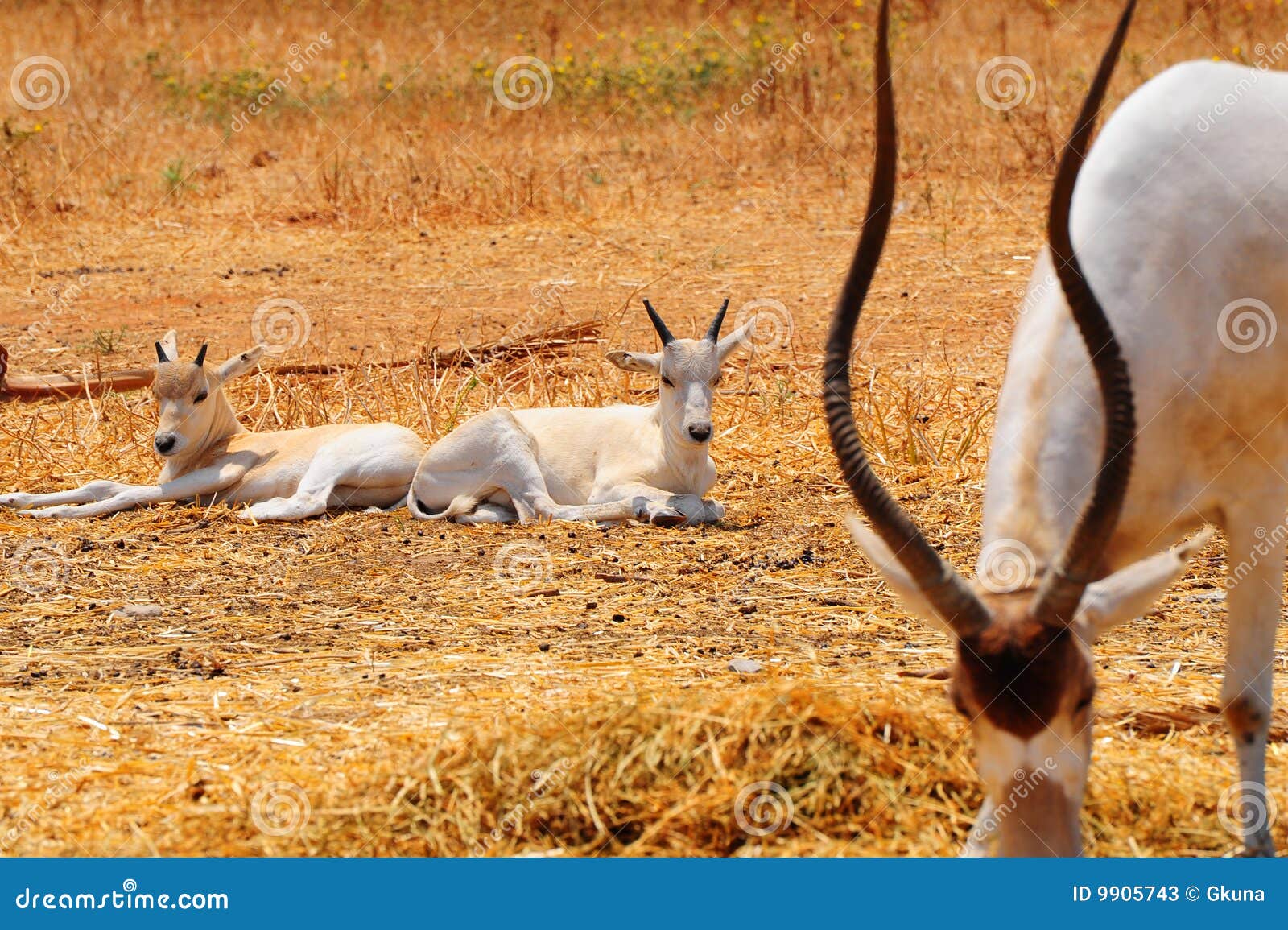 Addax stock image. Image of hoof, gazelle, calm, capricorn - 9905743