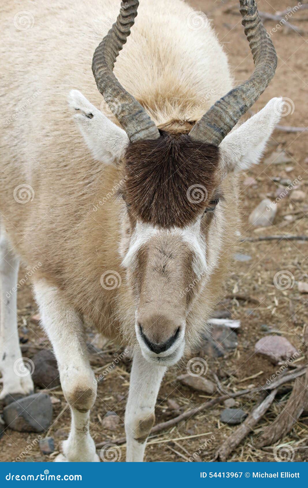 Addax stock image. Image of african, face, brown, black - 54413967