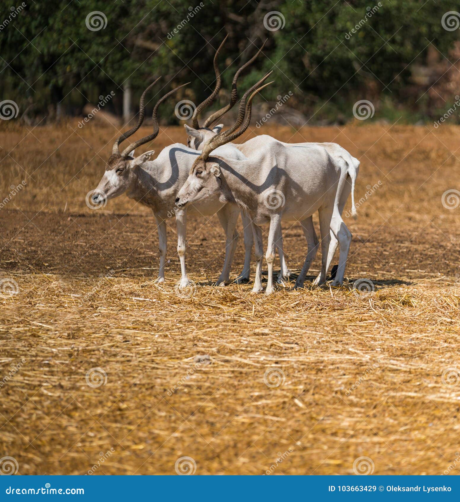 Addax animal d'antilope image stock. Image du troupeau - 103663429