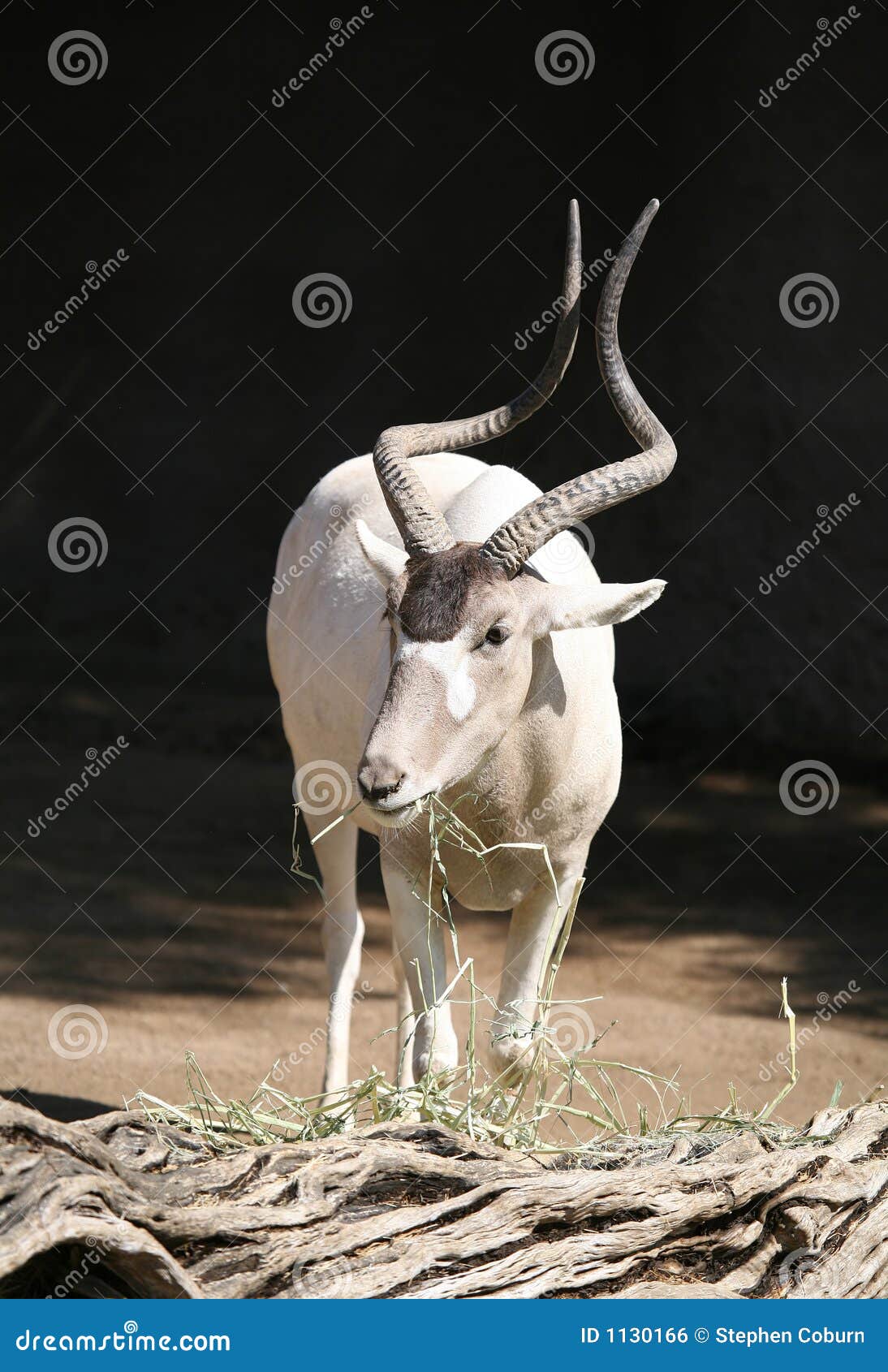 Addax Antelope stock photo. Image of living, nature, grass - 1130166