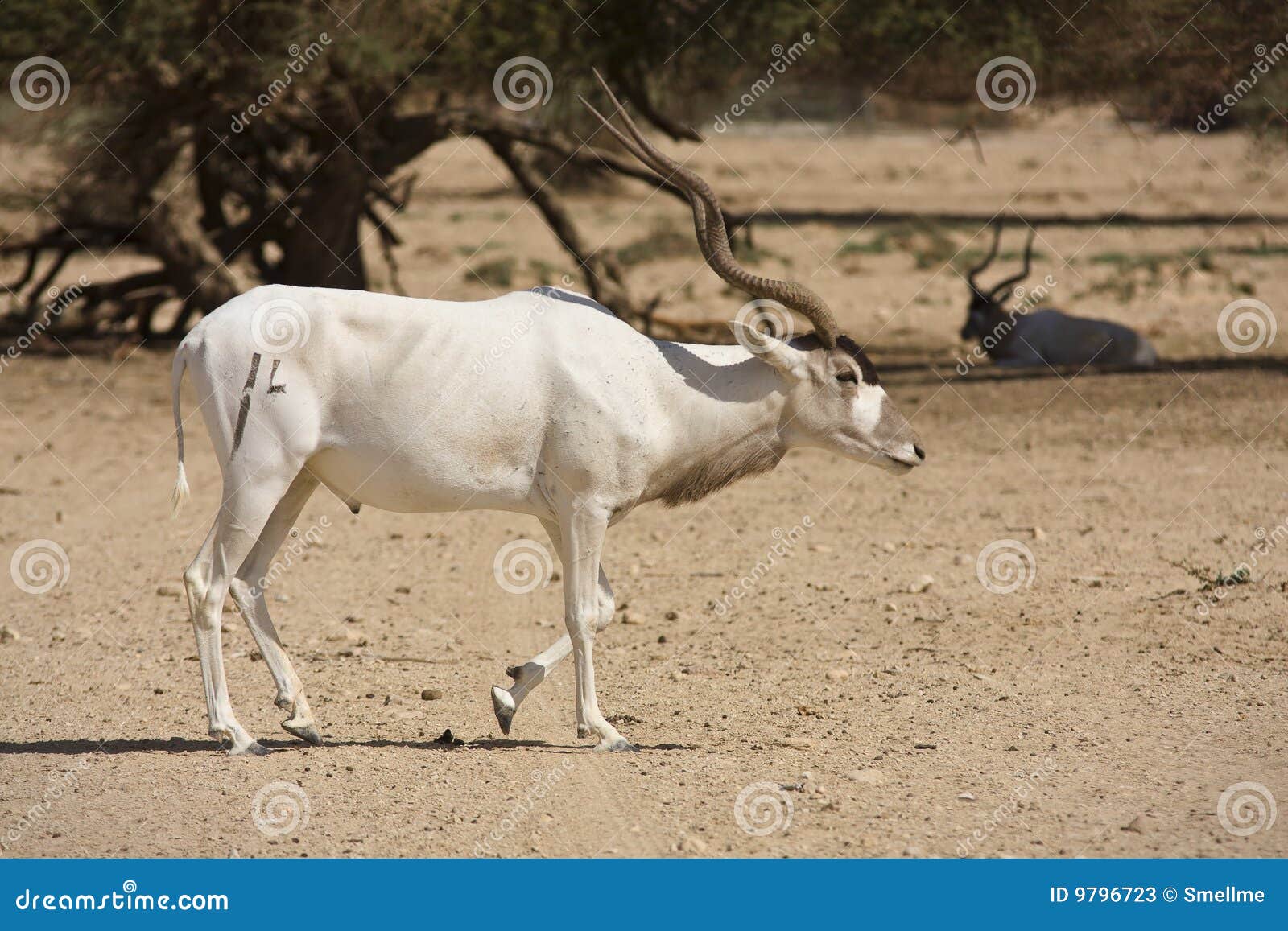 Addax antelope stock image. Image of sunny, mammal, horn - 9796723
