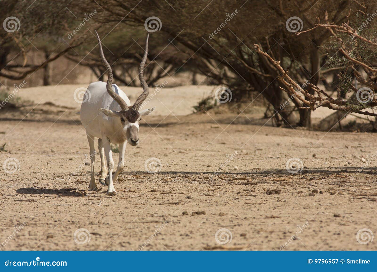 Addax antelope stock image. Image of negev, mammal, israel - 9796957