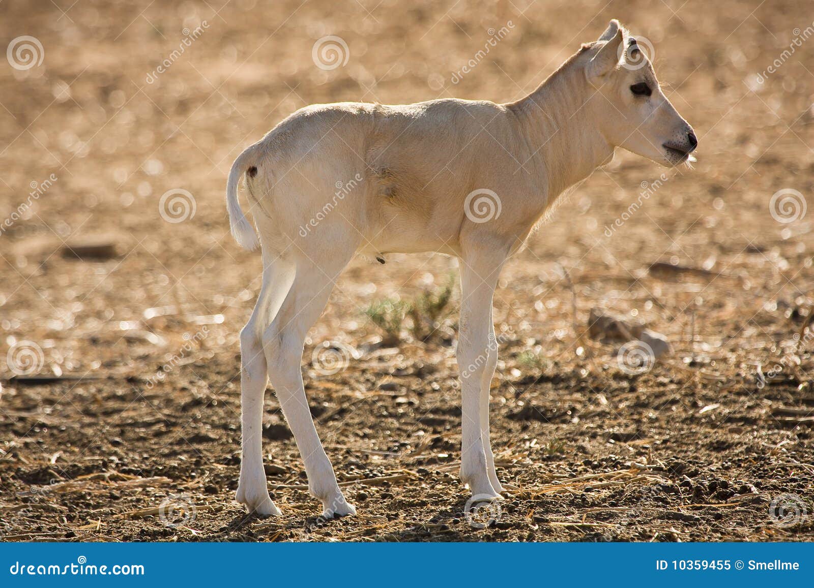 Young Addax Addax Nasomaculatus, Royalty-Free Stock Photography ...
