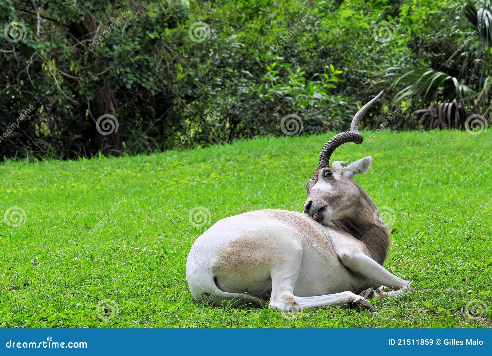Addax Antelope Scratching stock image. Image of horns - 21511859