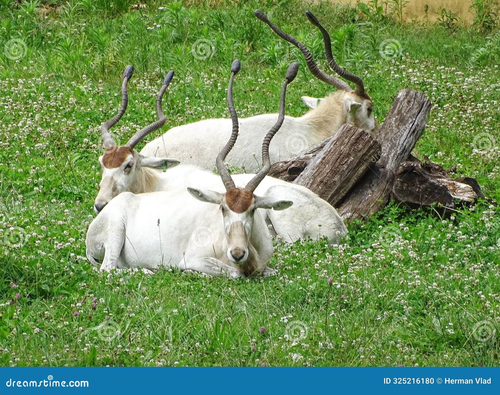 Addax Antelopes Rest on the Grass during the Summer. Addax ...