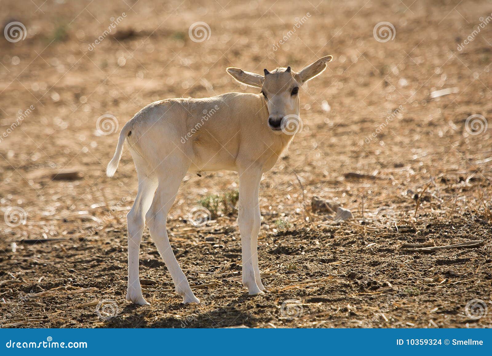 Young Addax Addax Nasomaculatus, Royalty-Free Stock Photography ...