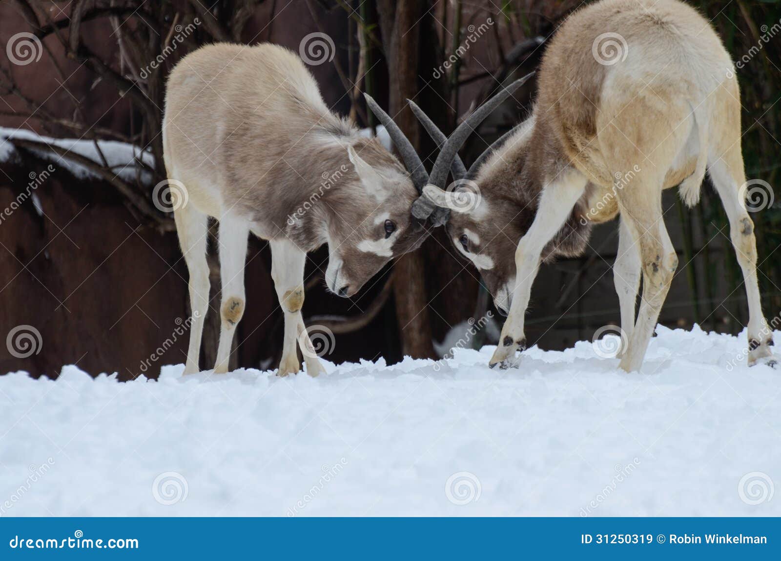 Addax challenge stock image. Image of horns, head, clash - 31250319