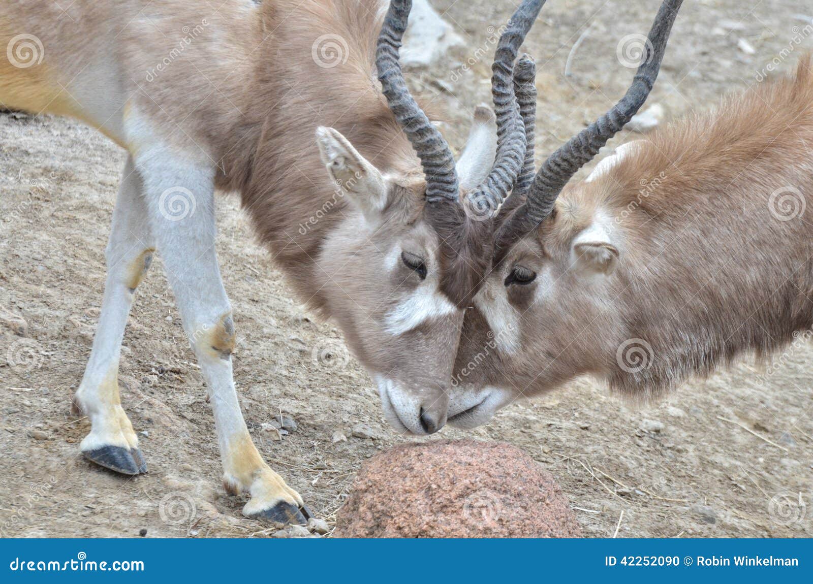 Addax challenge 5 stock photo. Image of horns, fight - 42252090