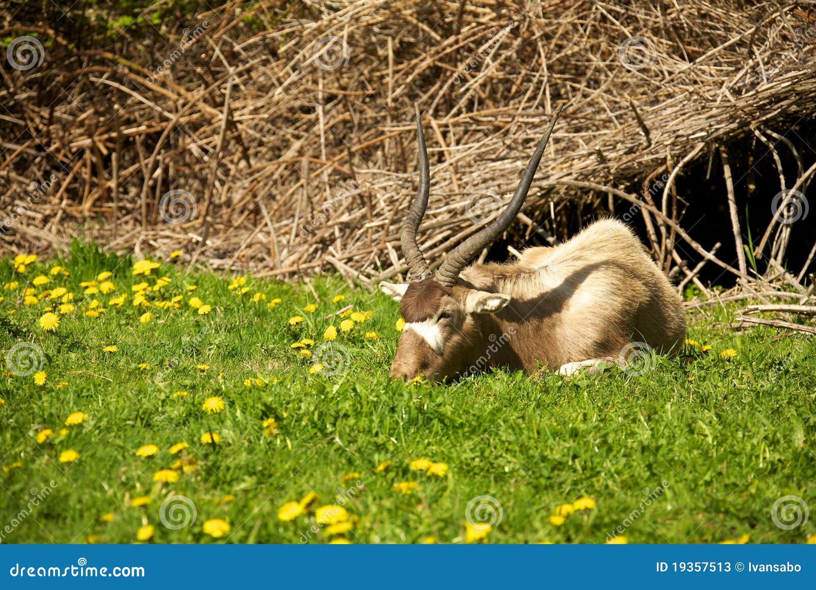 Addax eating grass stock image. Image of safari, savanna - 19357513