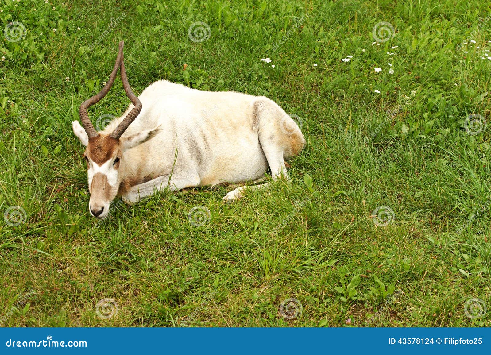 Addax stock photo. Image of animals, african, horned - 43578124