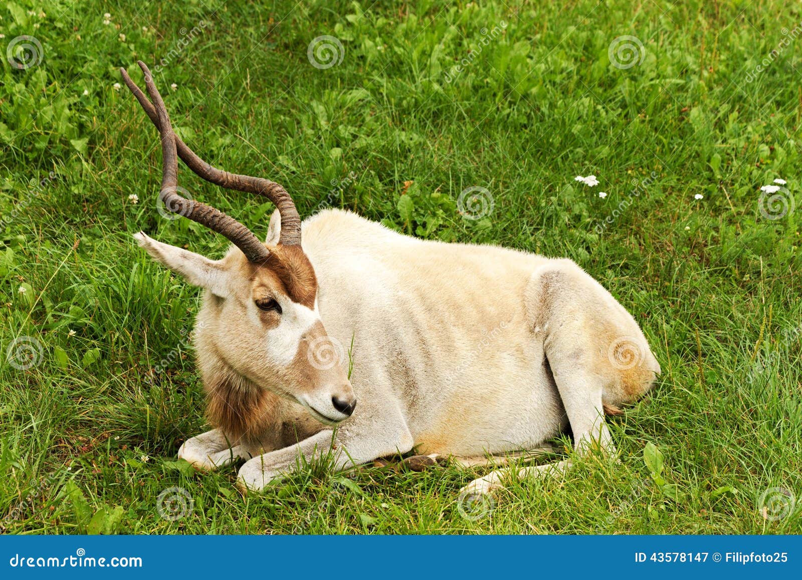 Addax stock image. Image of calm, herbivore, antelope - 43578147