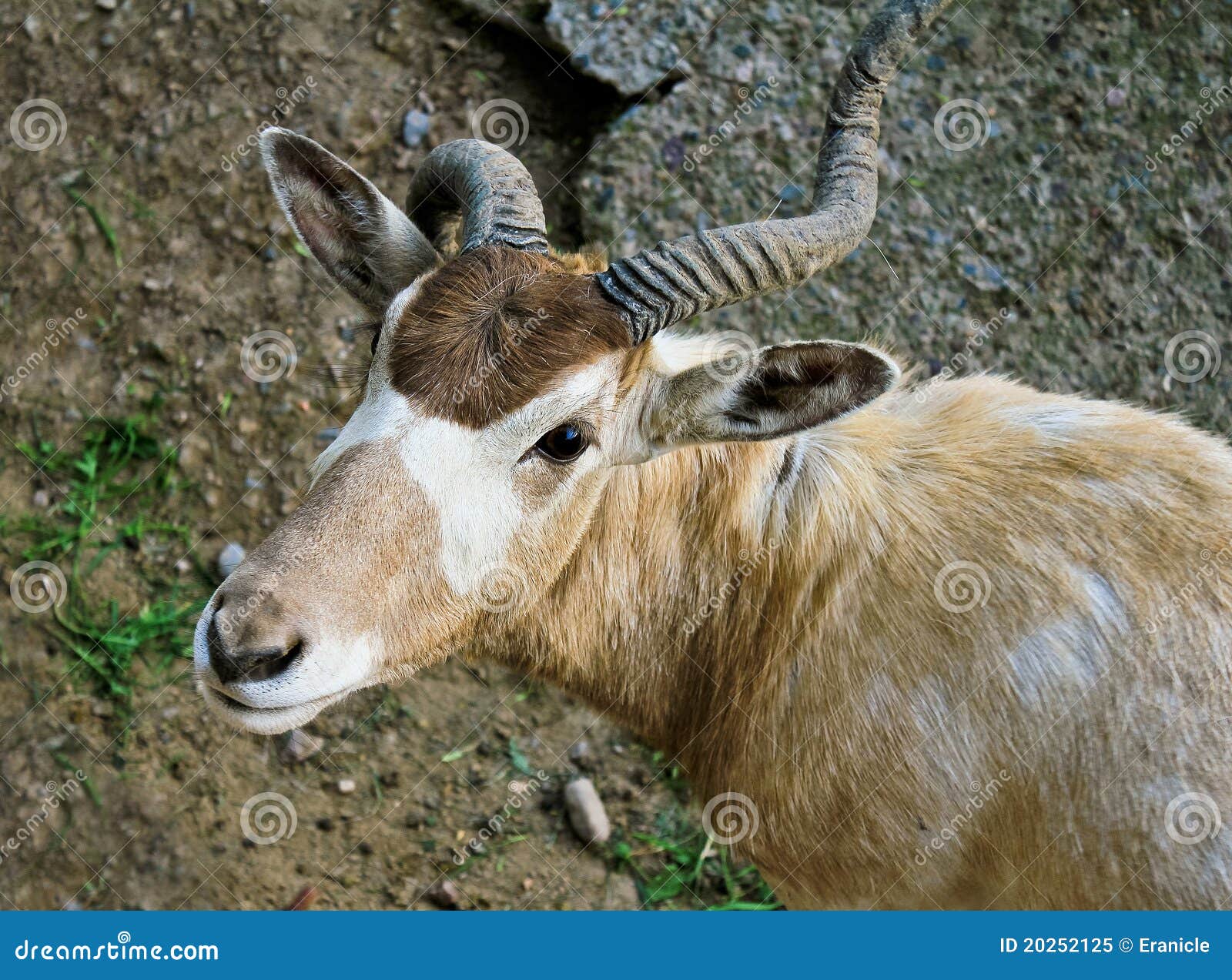 Addax Nasomaculatus Antelope Stock Image - Image of africa, nature ...