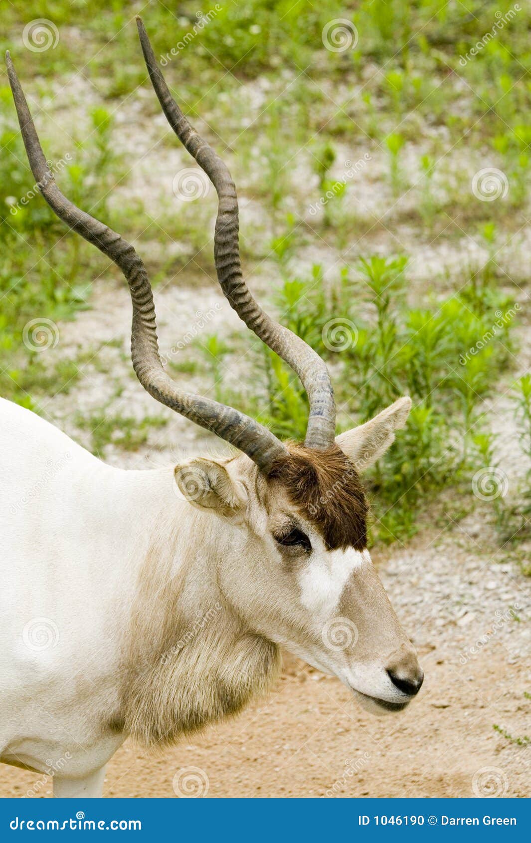 Addax - Nasomaculatus Del Addax Fotografia Stock - Immagine di buck ...