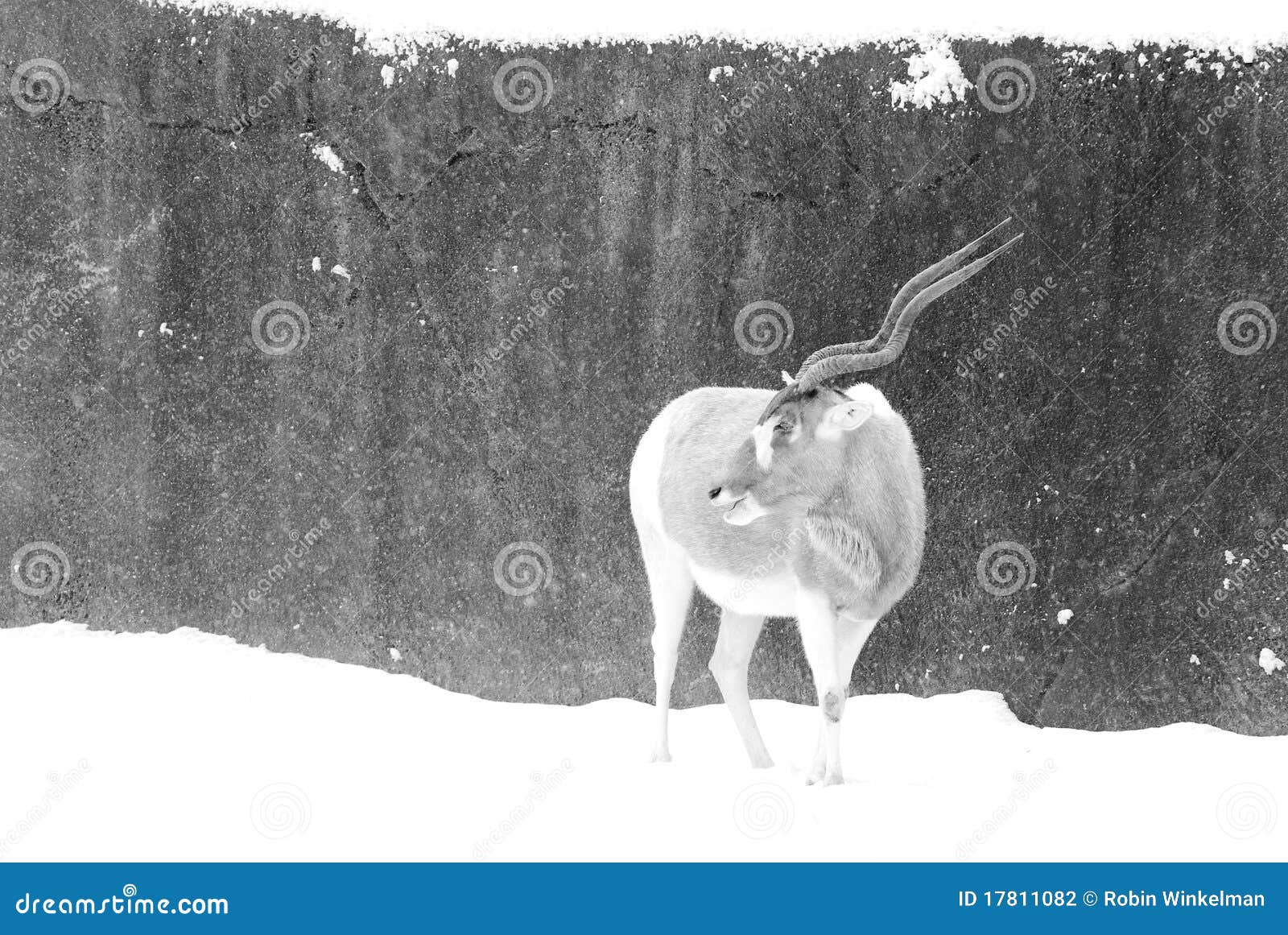 Addax in the snow stock photo. Image of hoof, snowfall - 17811082
