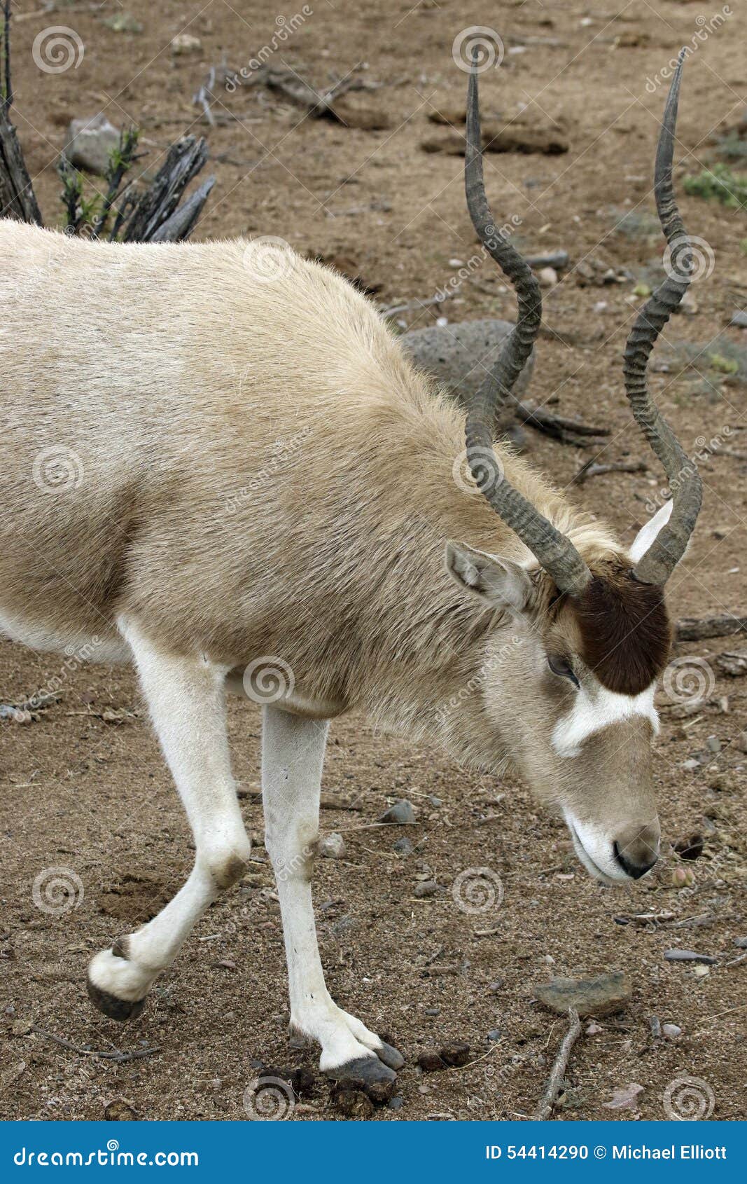 Addax stock photo. Image of savannah, antelope, addax - 54414290