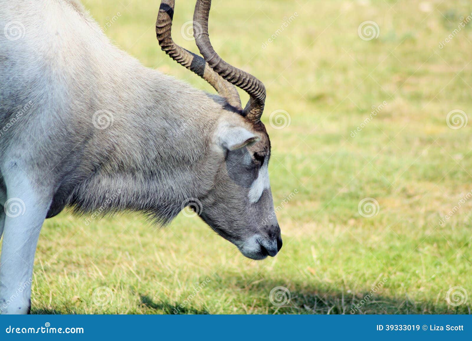 Addax stock image. Image of eilat, conservation, blue - 39333019