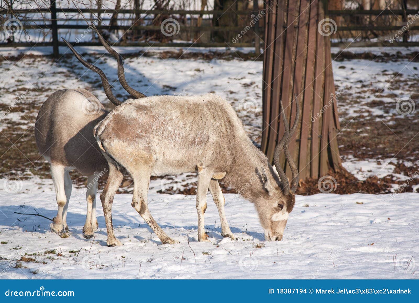 Addax at ZOO stock photo. Image of animal, addaxes, winter - 18387194