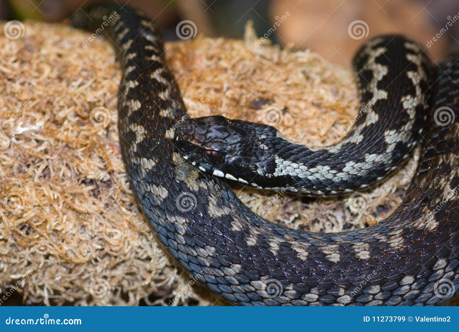 Adder stock image. Image of snake, mouth, poisonous, hissing - 11273799
