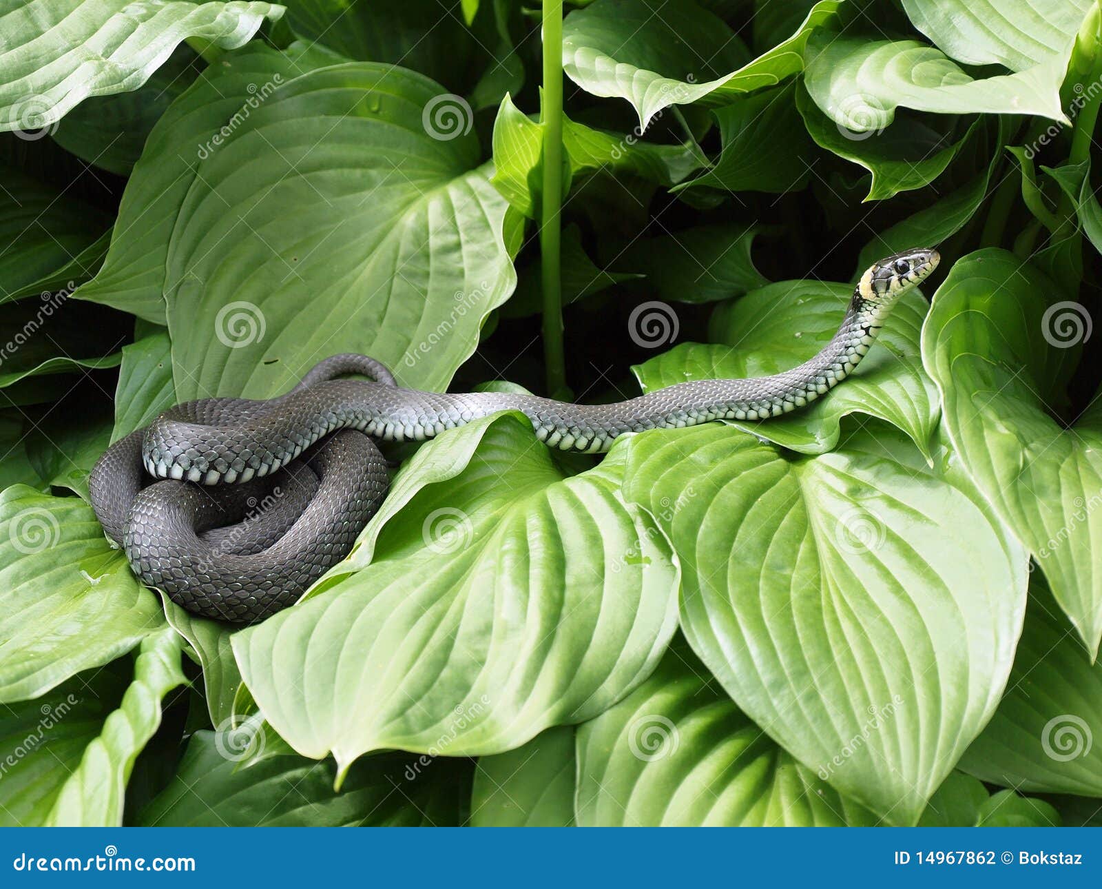 The adder stock photo. Image of predator, amazon, beautiful - 14967862