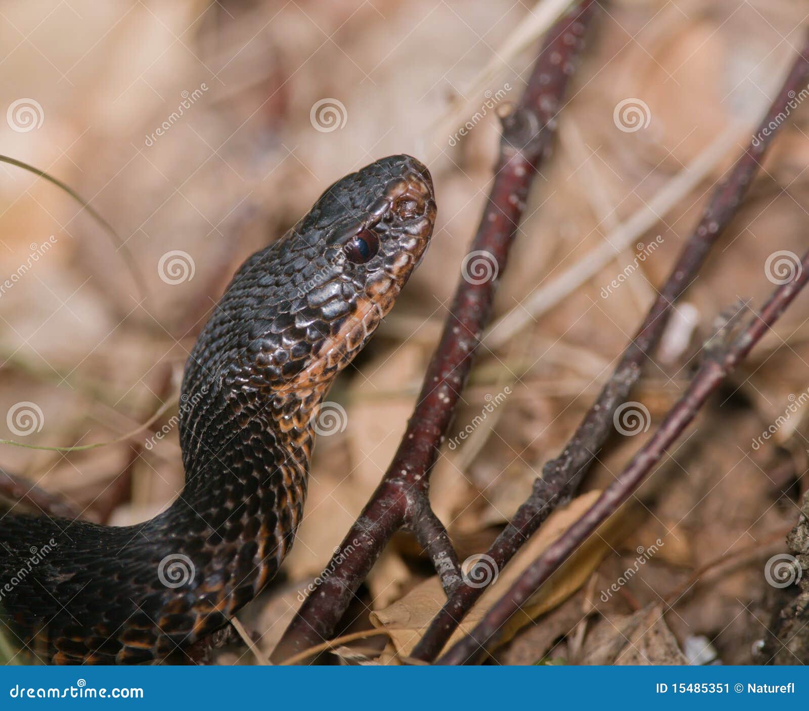 Adder stock image. Image of shore, reptile, adder, tongue - 15485351