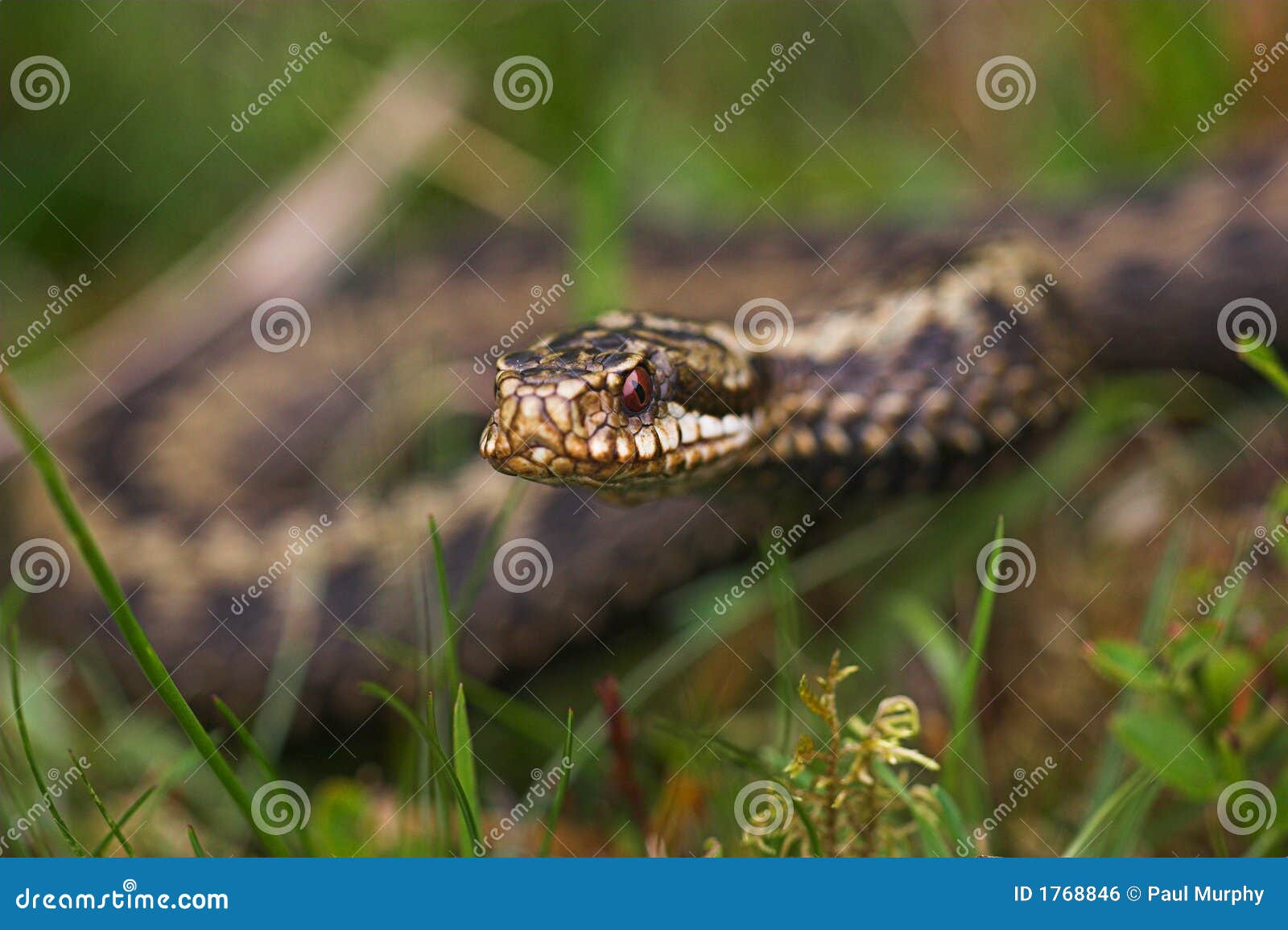 Adder stock photo. Image of blooded, mouth, bright, animal - 1768846