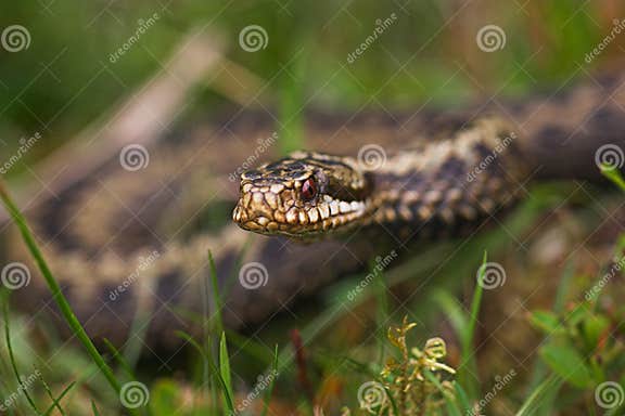 Adder stock photo. Image of blooded, mouth, bright, animal - 1768846