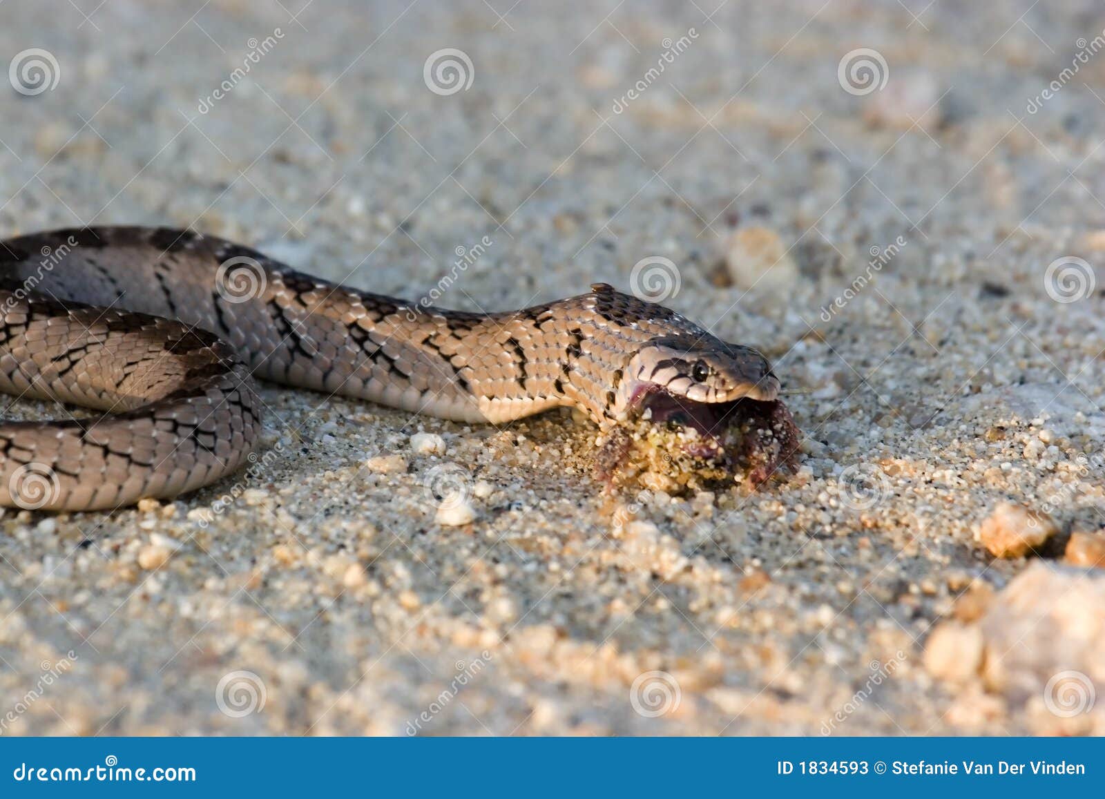 Adder Picture. Image: 1834593